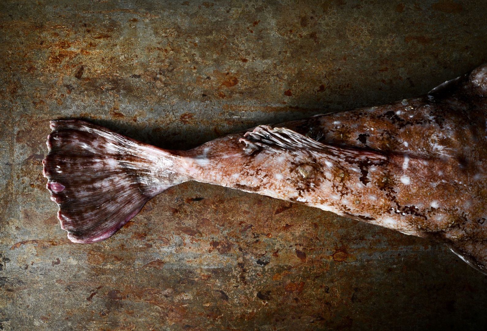 RECETTES DE CHEF: LA LOTTE - Cours Cuisine Paul Bocuse